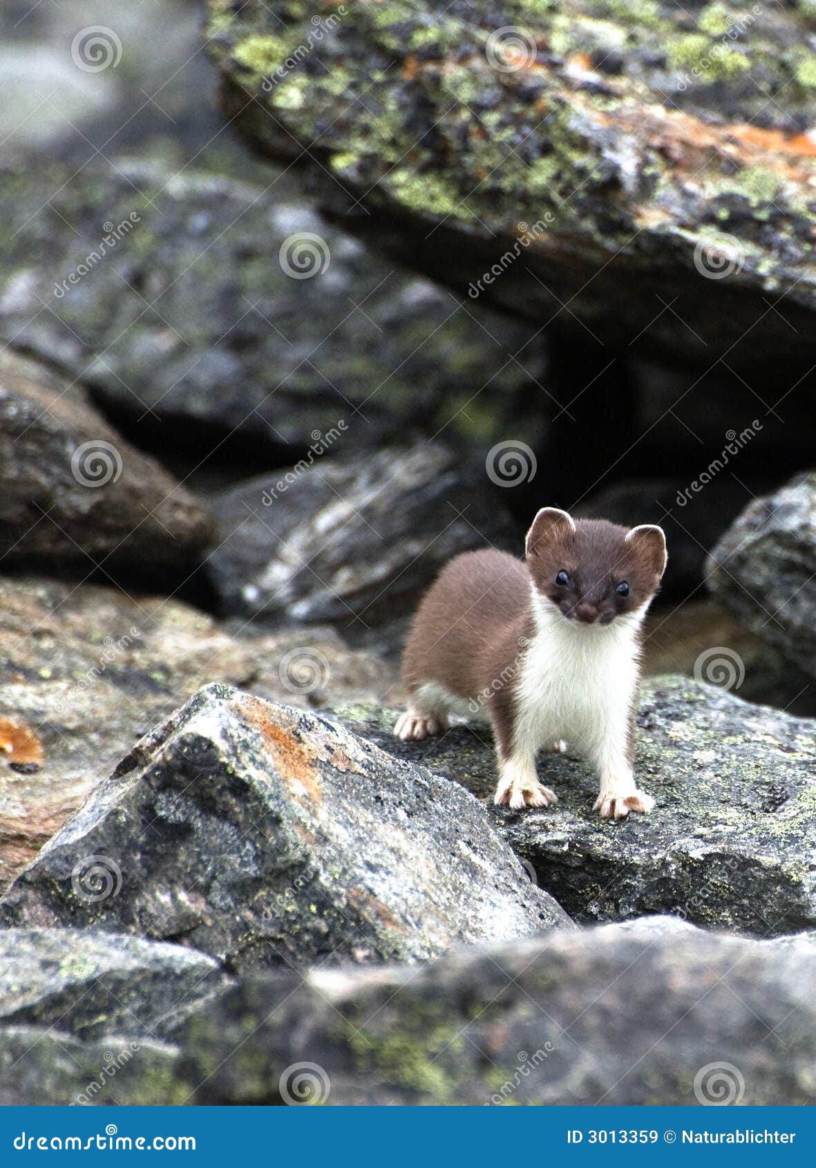 Minste Wezel (nivalis Mustela) Stock Afbeelding - Image of wandelen ...