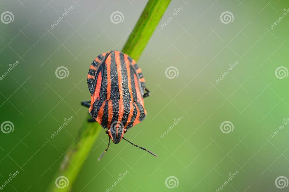 Minstrel Bug stock image. Image of close, diversity, bugs - 44262755
