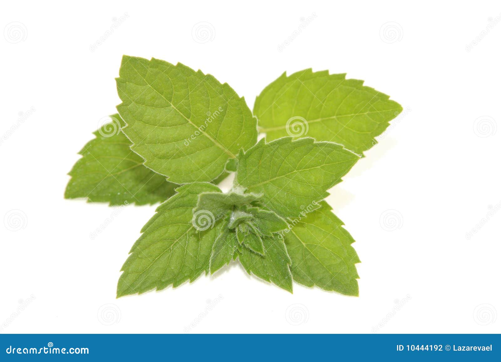 Mint stock photo. Image of fragrant, close, recipe, background - 10444192
