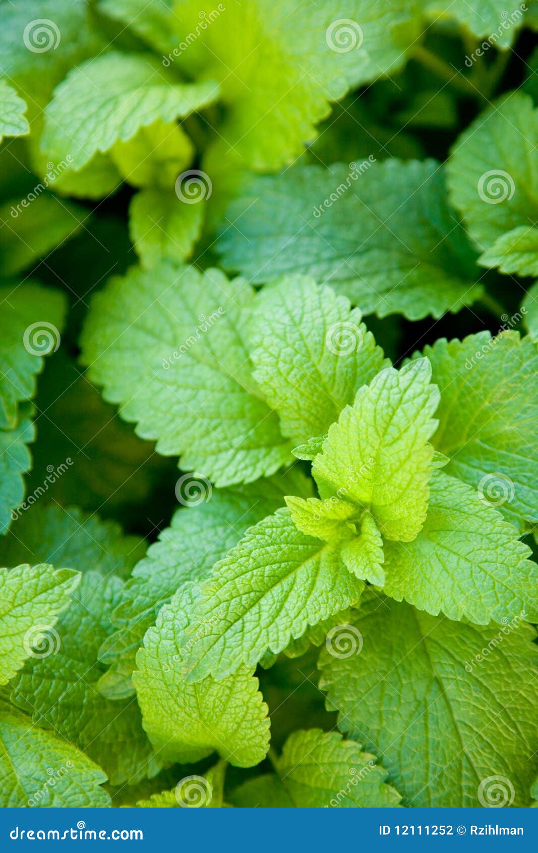 Mint stock photo. Image of cooking, muenzentee, green - 12111252