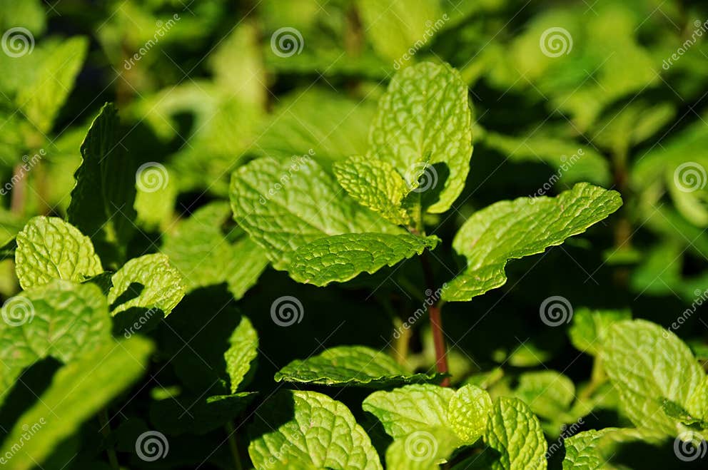 Mint stock image. Image of vegetable, vegetables, vege - 12639061
