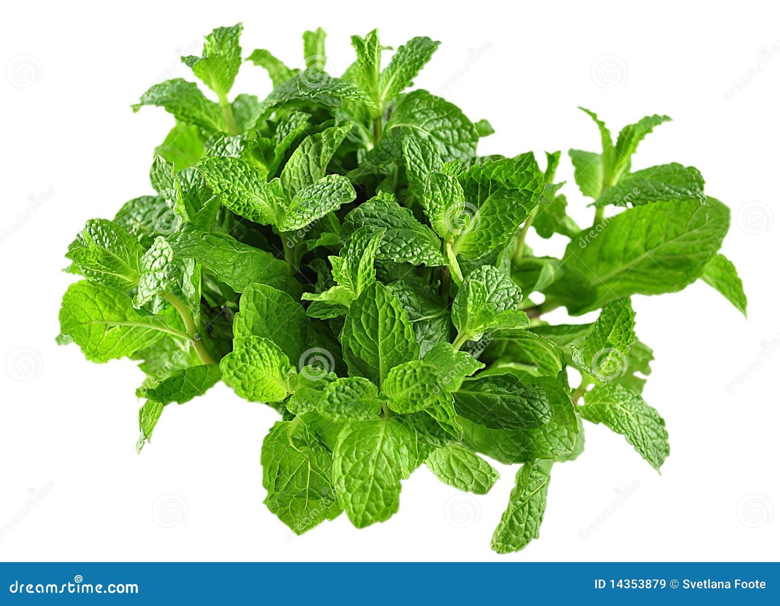 Mint stock image. Image of leaves, cooking, ingredients - 14353879