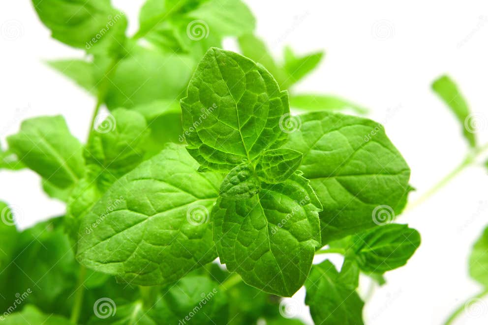 Mint stock photo. Image of growth, botany, flora, ingredients - 1561612