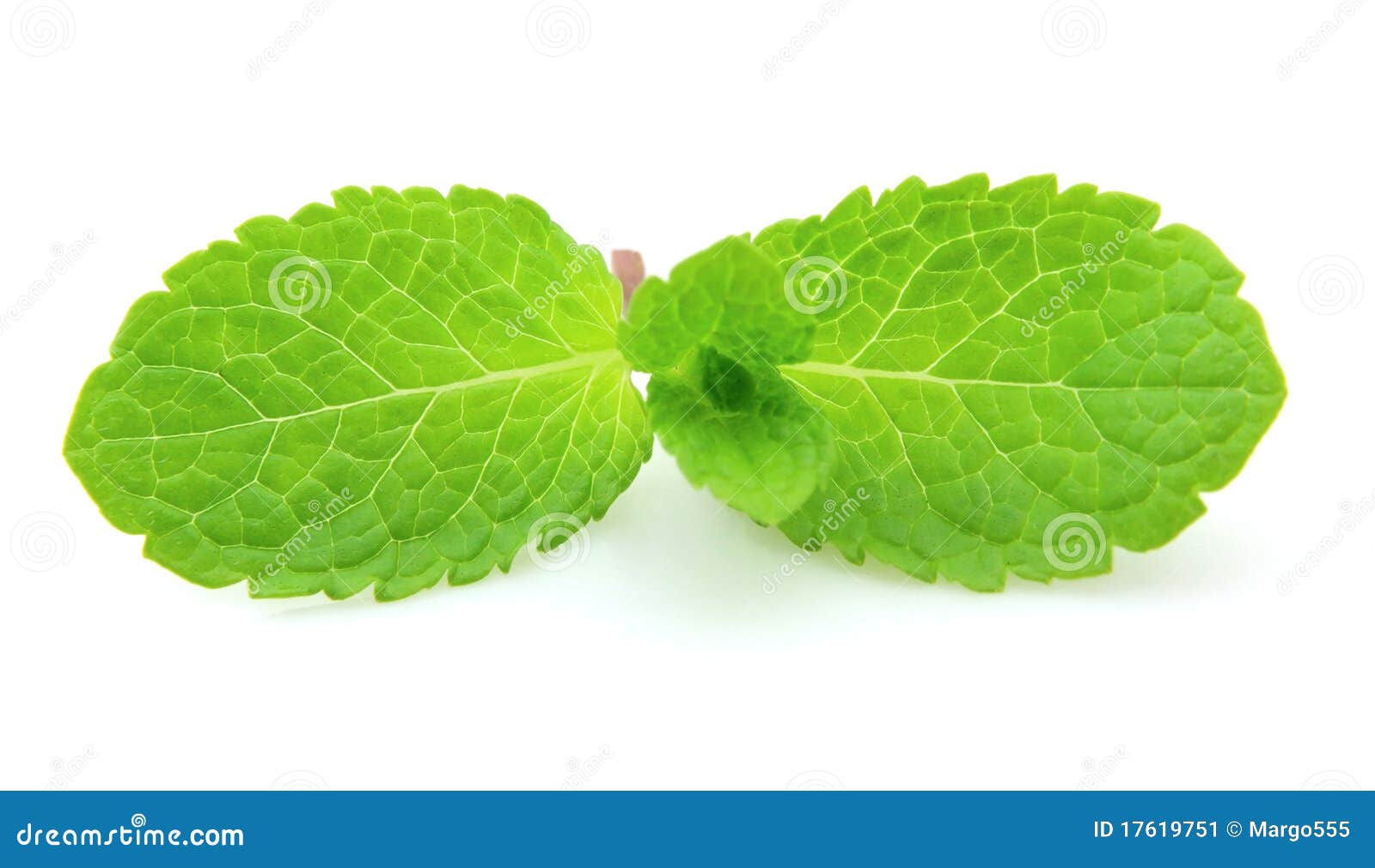 Mint stock image. Image of stem, green, life, freshness - 17619751