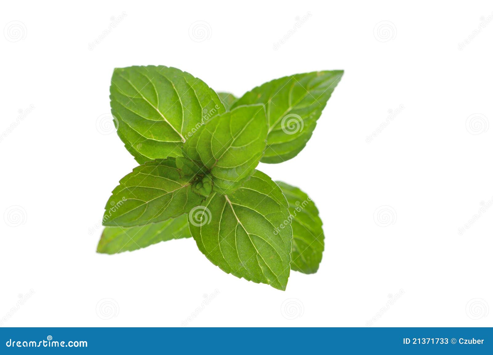 Mint stock image. Image of isolated, cutting, ingredient - 21371733