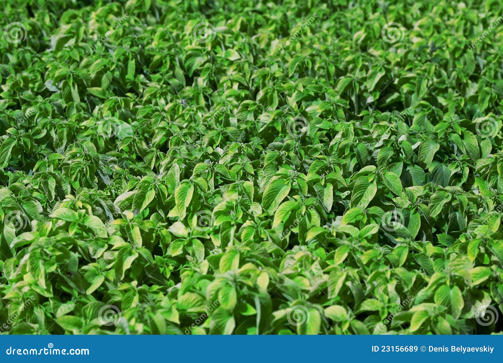 Mint stock image. Image of menthol, garden, environment - 23156689