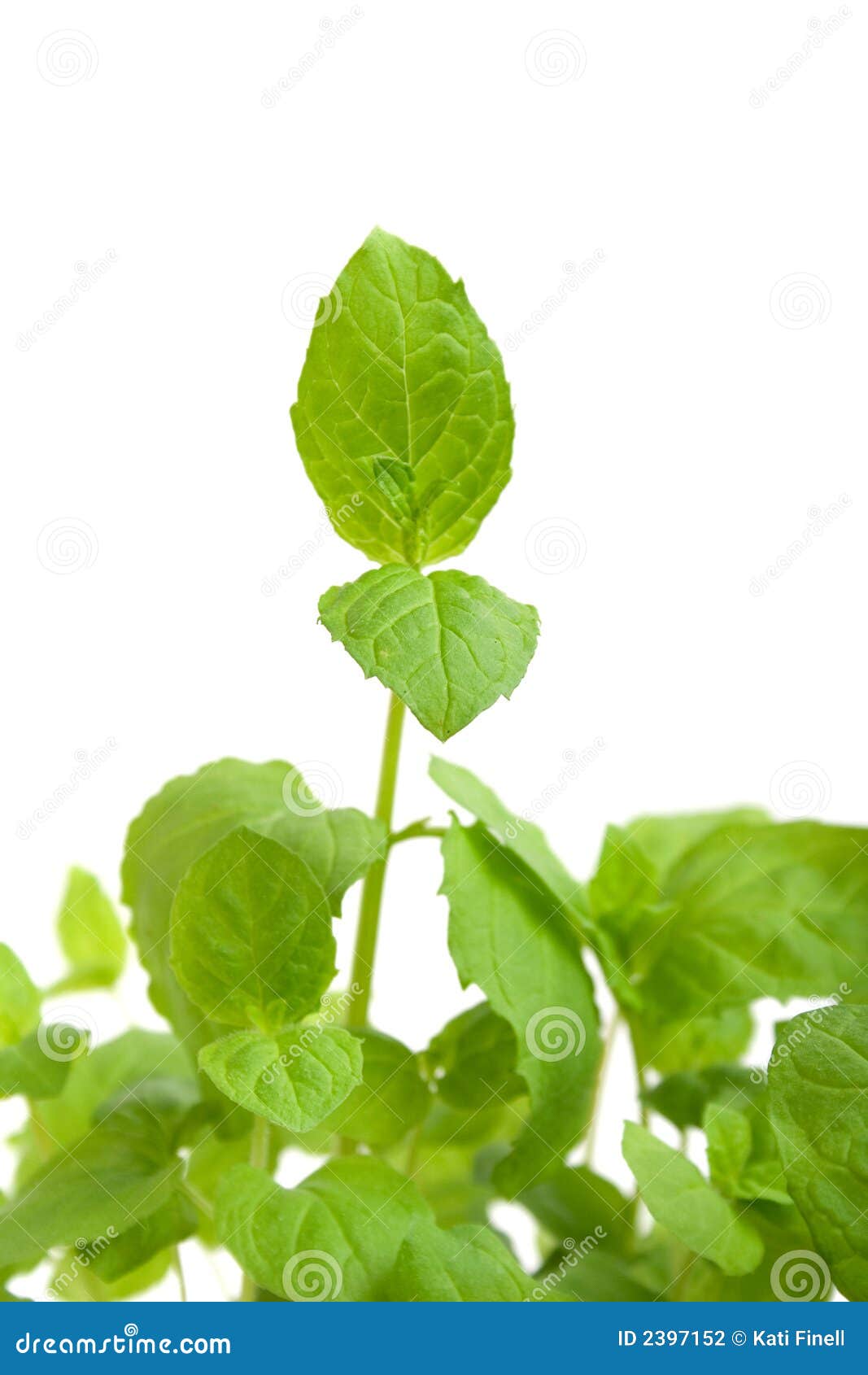 Mint arkivfoto. Bild av blad, sallad, löv, ingrediens - 2397152
