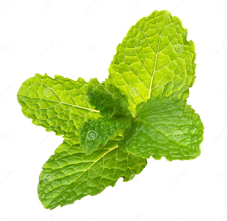 Mint stock image. Image of herb, green, flavour, scent - 24170737