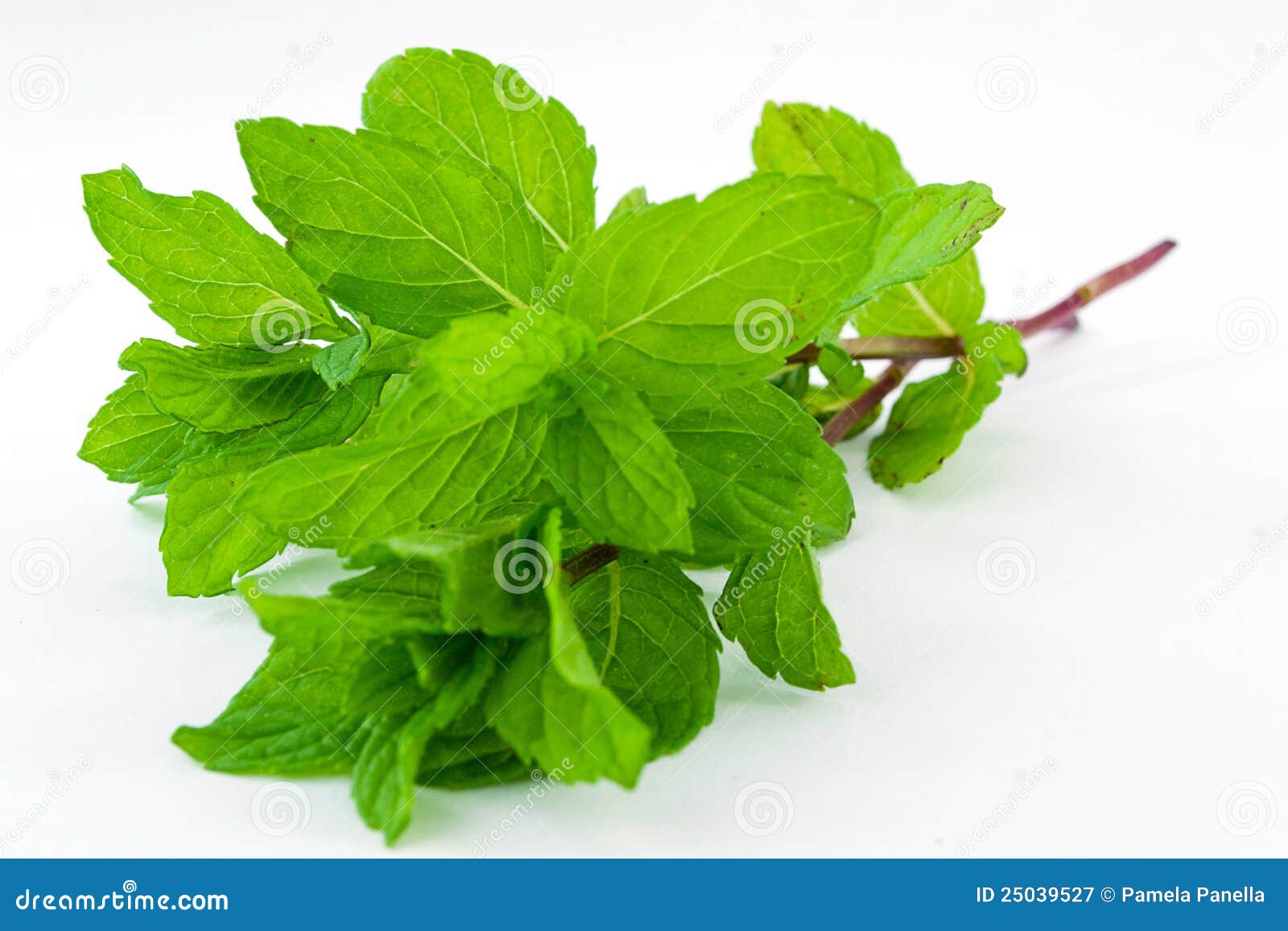 Mint stock image. Image of food, isolated, spice, white - 25039527