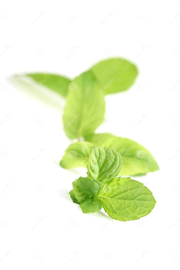 Mint stock photo. Image of ripe, peppermint, mint, food - 25286376