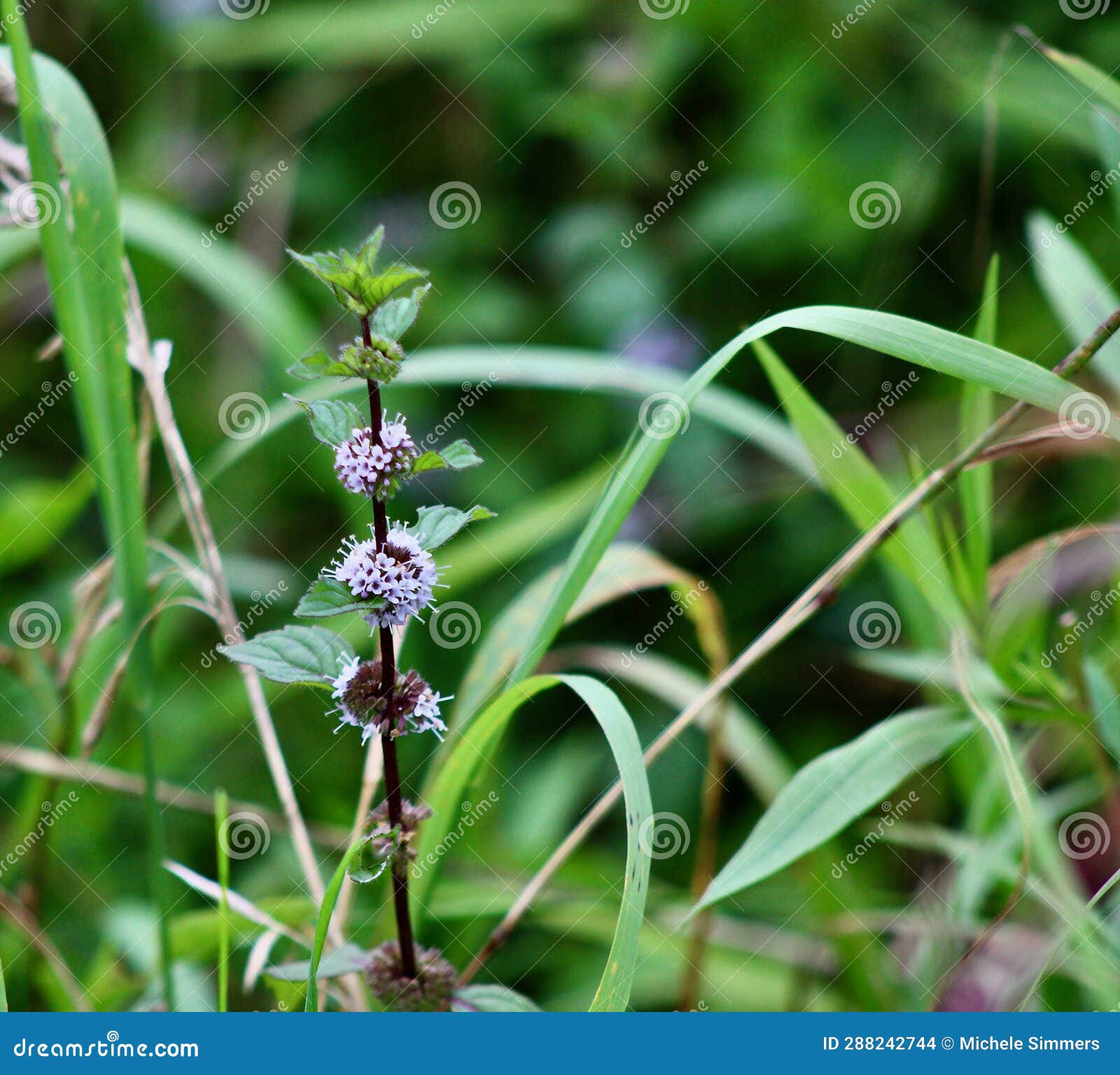 Wild Mint in Bloom with Tiny Purple Flowers among the Field Grasses ...