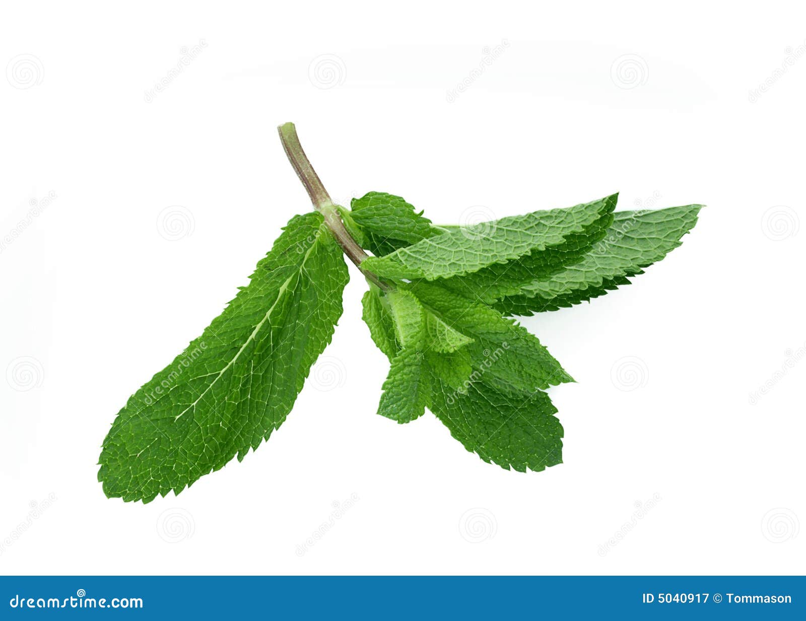 Mint stock image. Image of culinary, flavor, sprig, mint - 5040917