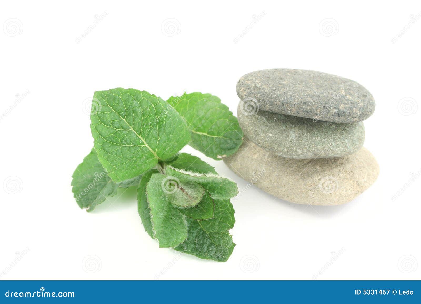 Mint stock image. Image of grassy, peppermint, stone, healthful - 5331467