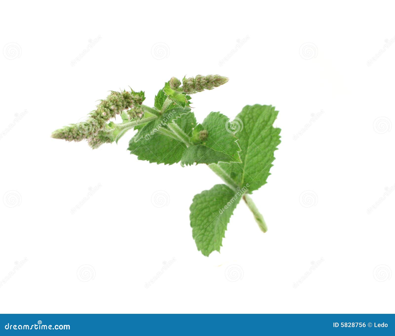 Mint stock photo. Image of medicine, herbal, helmet, nature - 5828756