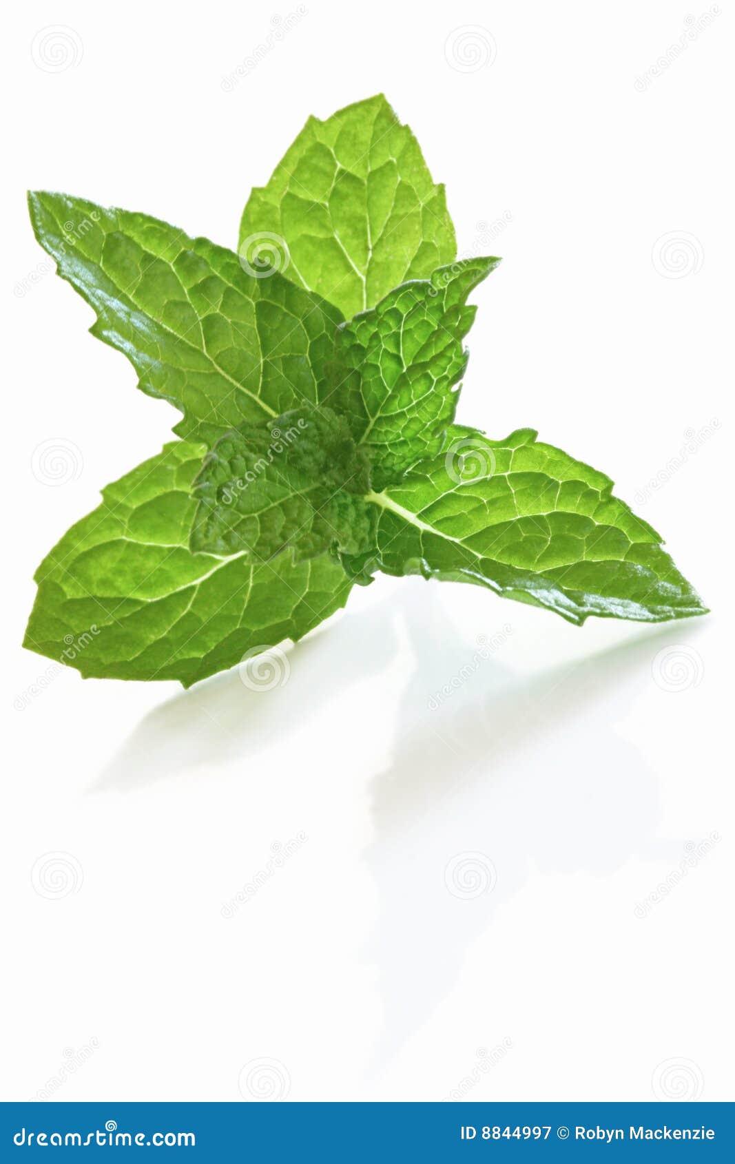 Mint stock image. Image of shot, isolated, mint, studio - 8844997