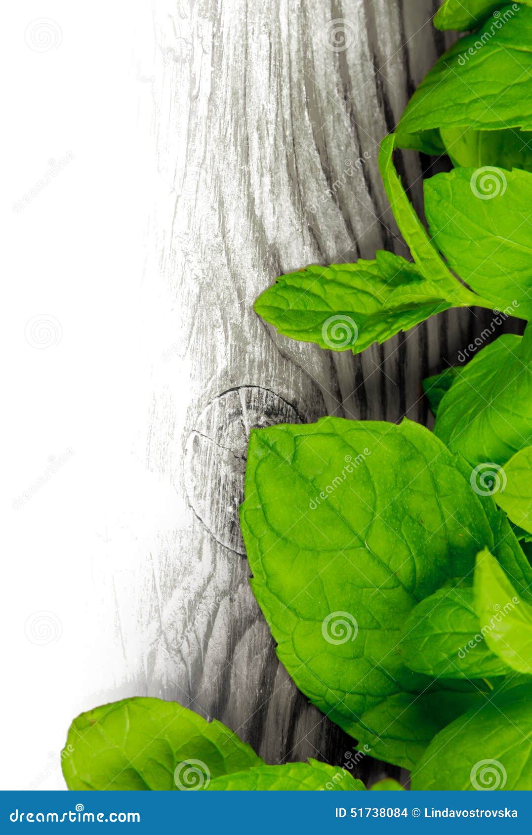 Mint abstract stock photo. Image of mint, farming, food - 51738084