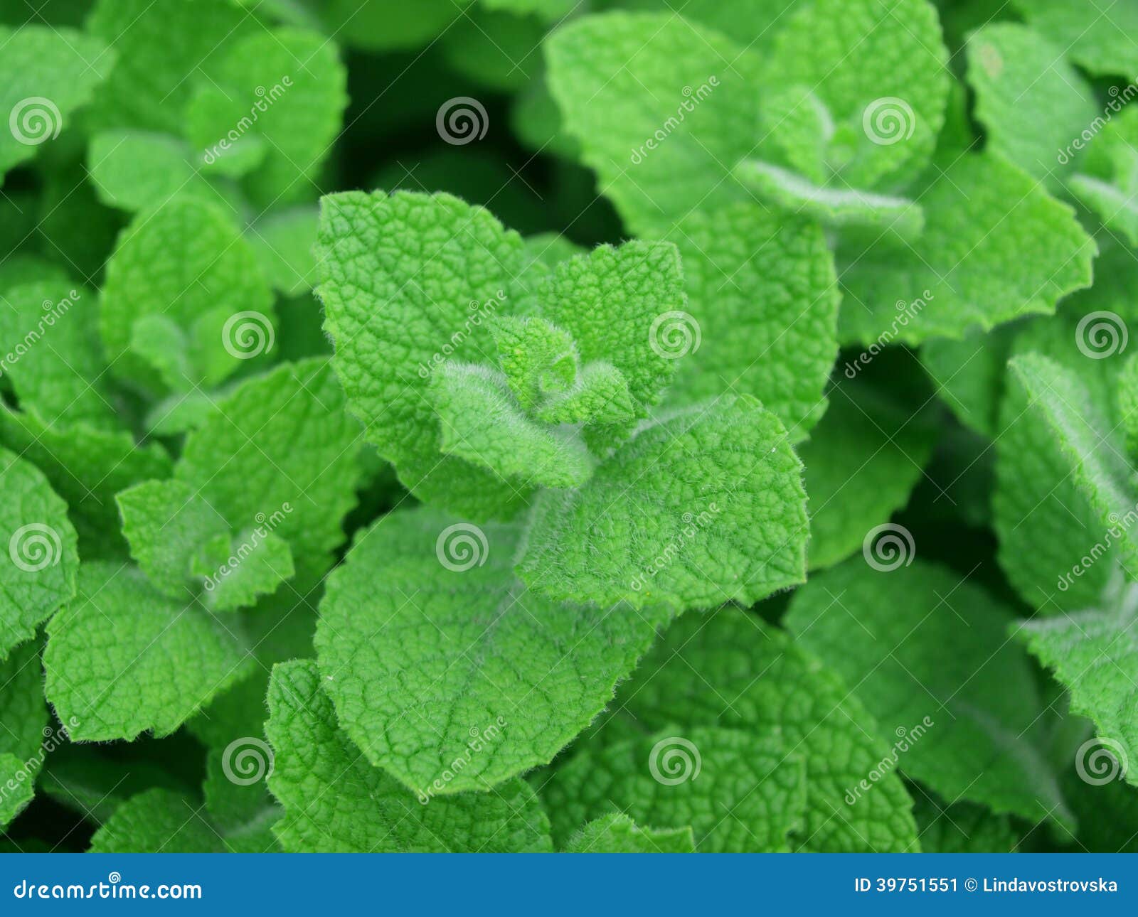 Mint abstract stock image. Image of fragrance, closeup - 39751551