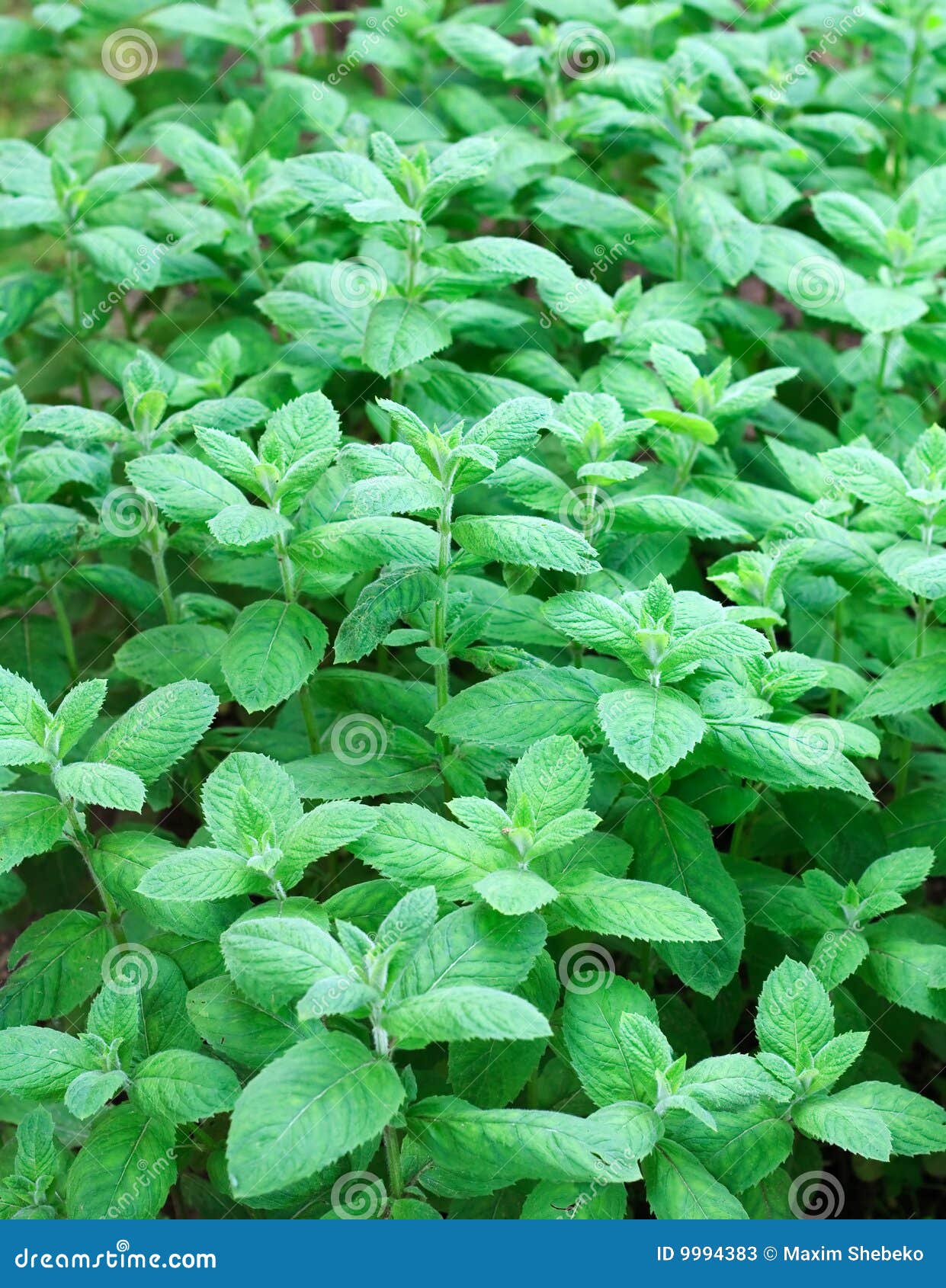 Mint On Bed Stock Image Image Of Leaf Herb Mint Summer 9994383
