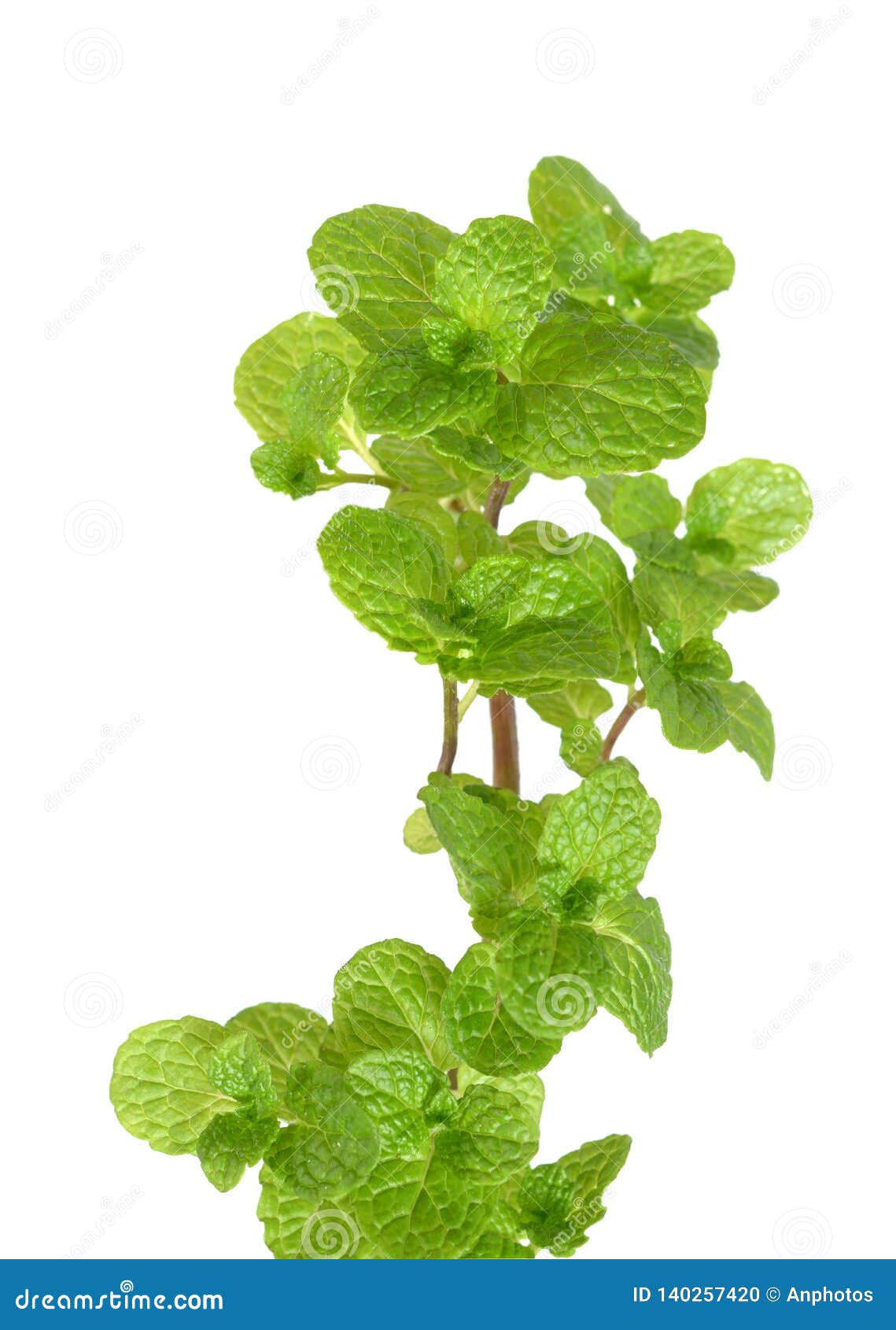 Mint branch stock photo. Image of white, vegetable, fresh - 140257420