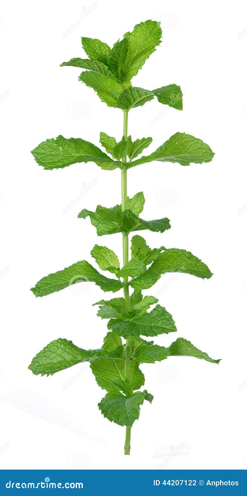 Mint branch stock photo. Image of green, herbal, spearmint - 44207122