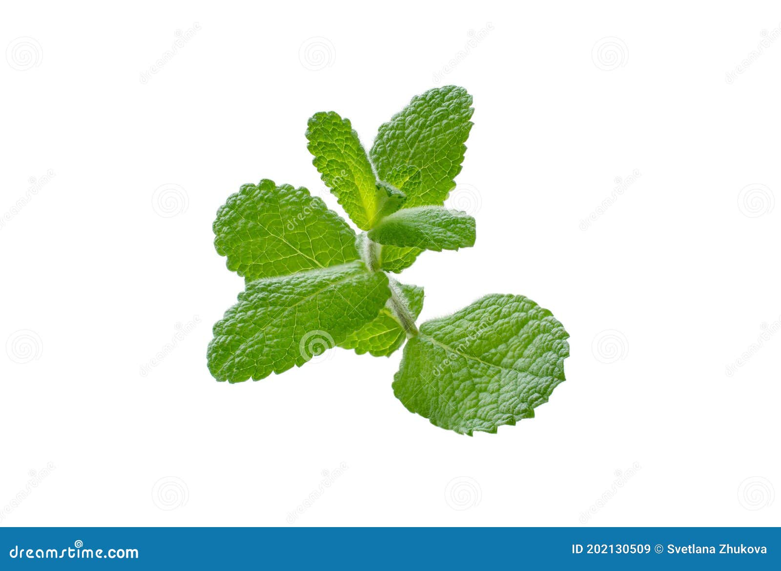 Mint Branch Isolated on White Stock Image - Image of cutout, closeup ...