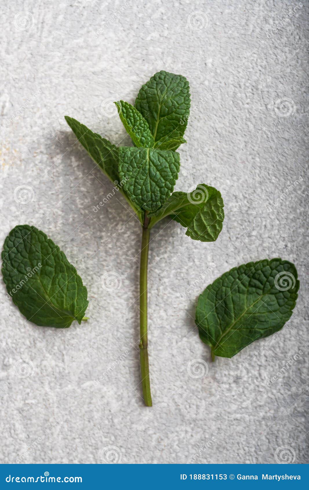 Mint Branch on a Light Concrete Background, Top View Stock Image ...