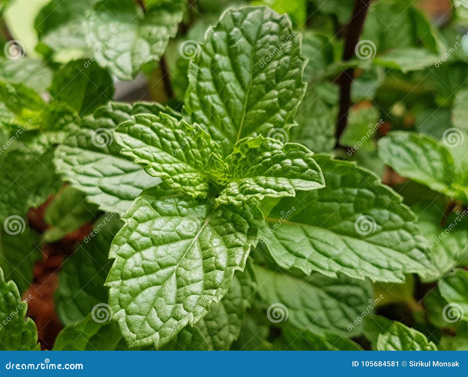 Mint stock image. Image of leaves, mint, green, branch - 105684581
