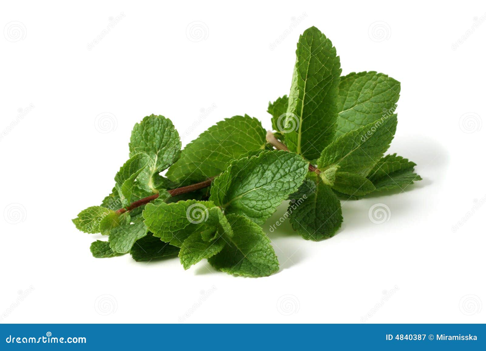 Mint Branch on a White Background Stock Image - Image of flavoring ...
