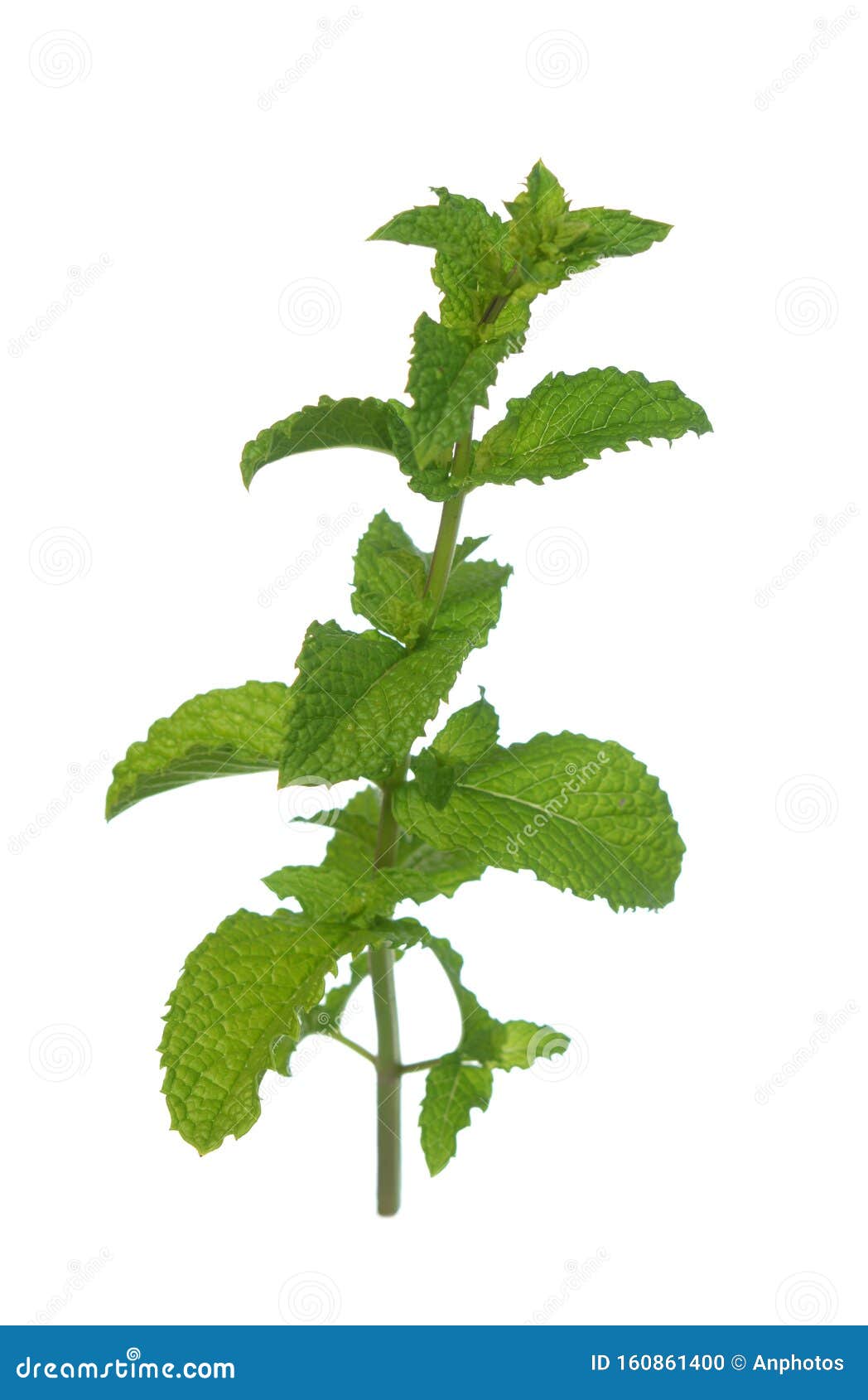 Mint branch stock photo. Image of season, natural, peppermint - 160861400