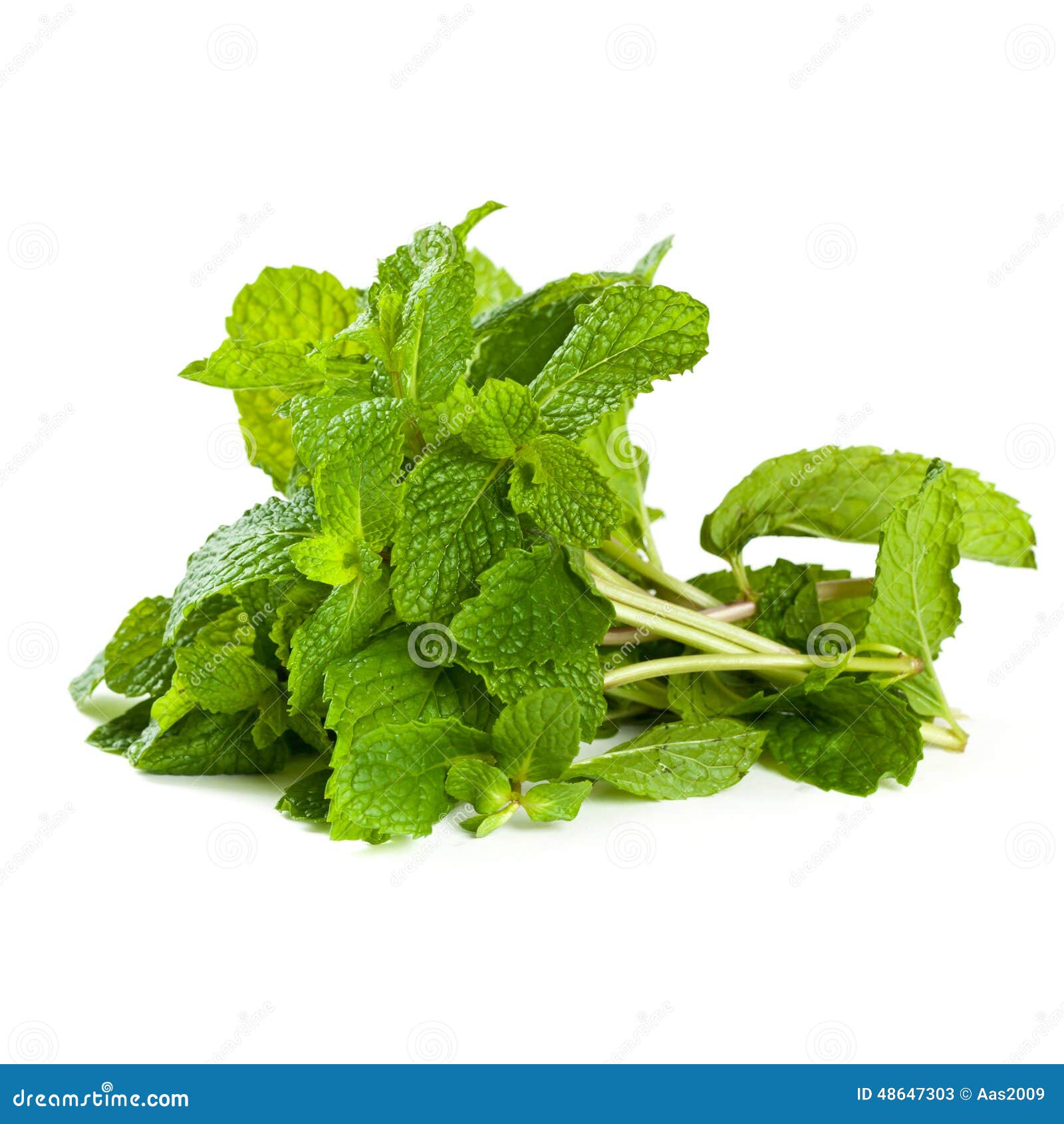 Mint stock image. Image of nature, potted, fresh, stem - 48647303