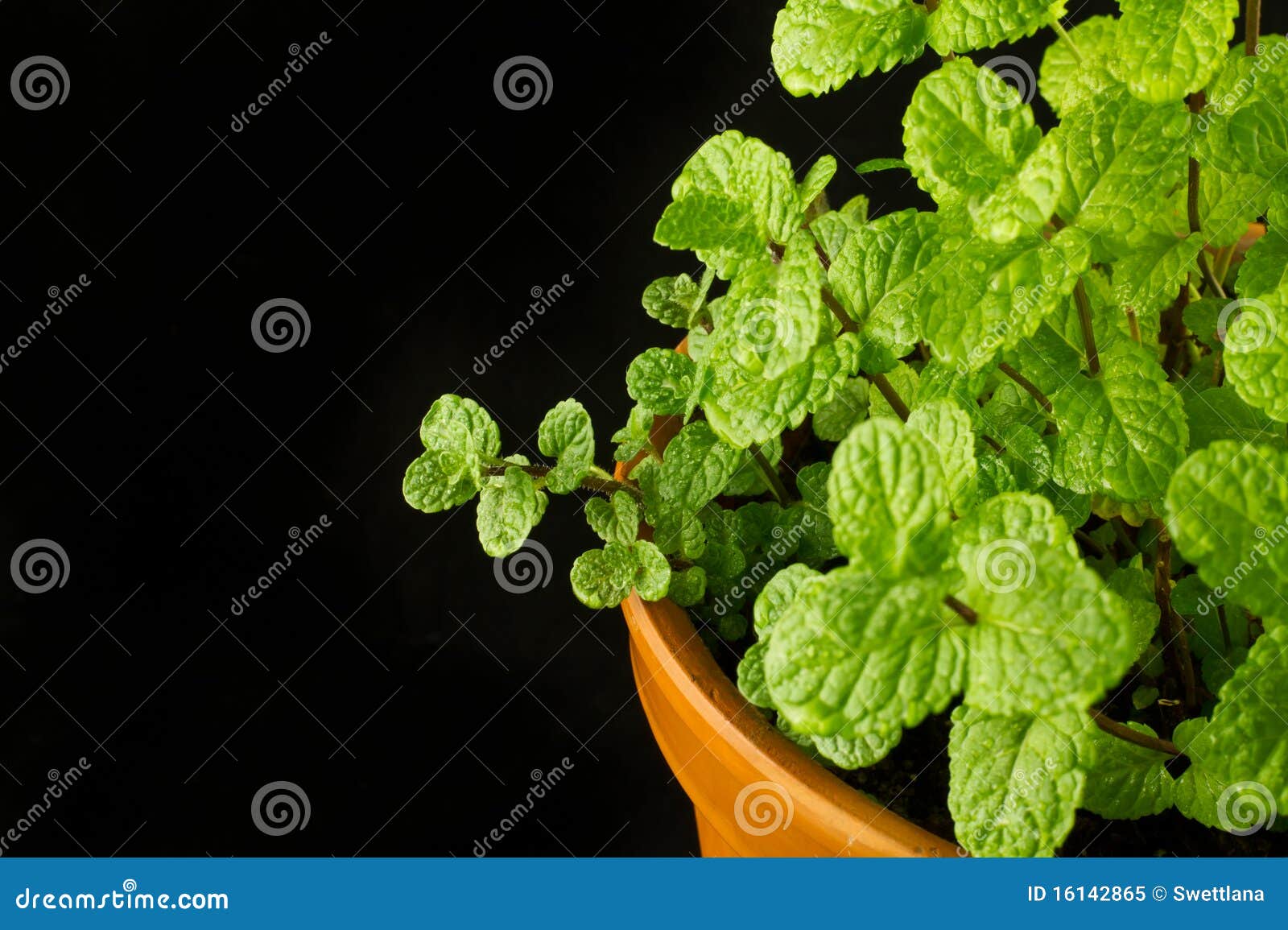 Mint bush in a flowerpot stock image. Image of green - 16142865