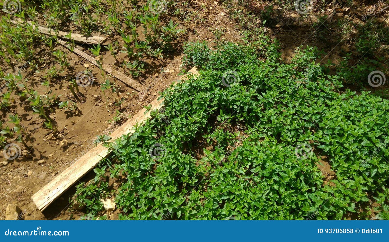 Mint Bush stock photo. Image of fresh, bush, herb, garden - 93706858