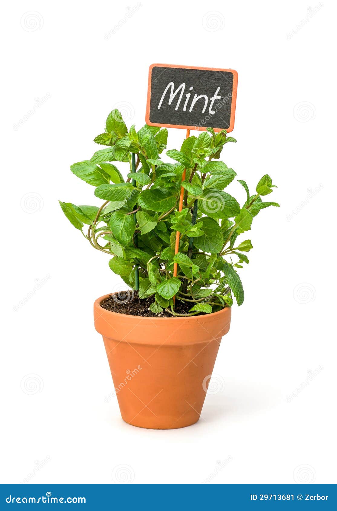 Mint in a Clay Pot with a Label Stock Image - Image of cooking, labeled ...