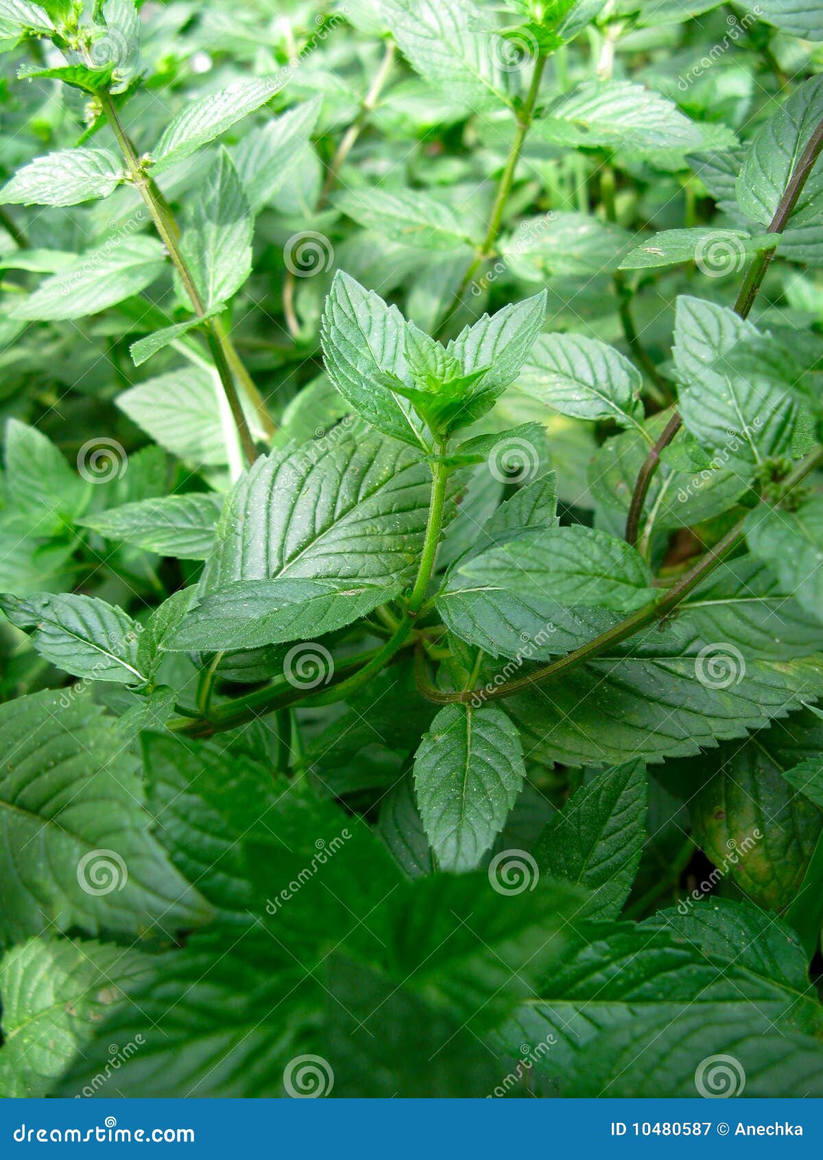 Mint close-up stock image. Image of botany, green, garden - 10480587