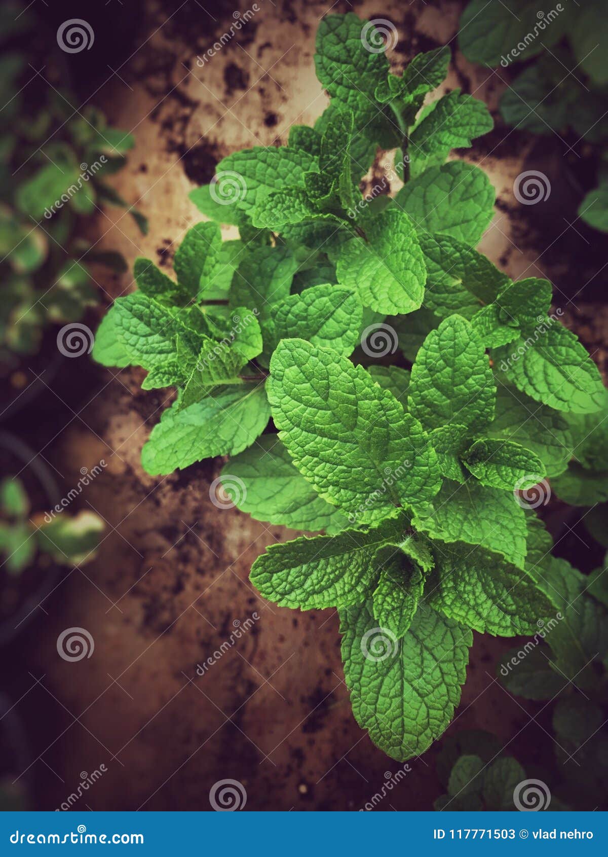 Beautiful Bush of Mint that Gives a Great Smell To Your Tea Editorial ...
