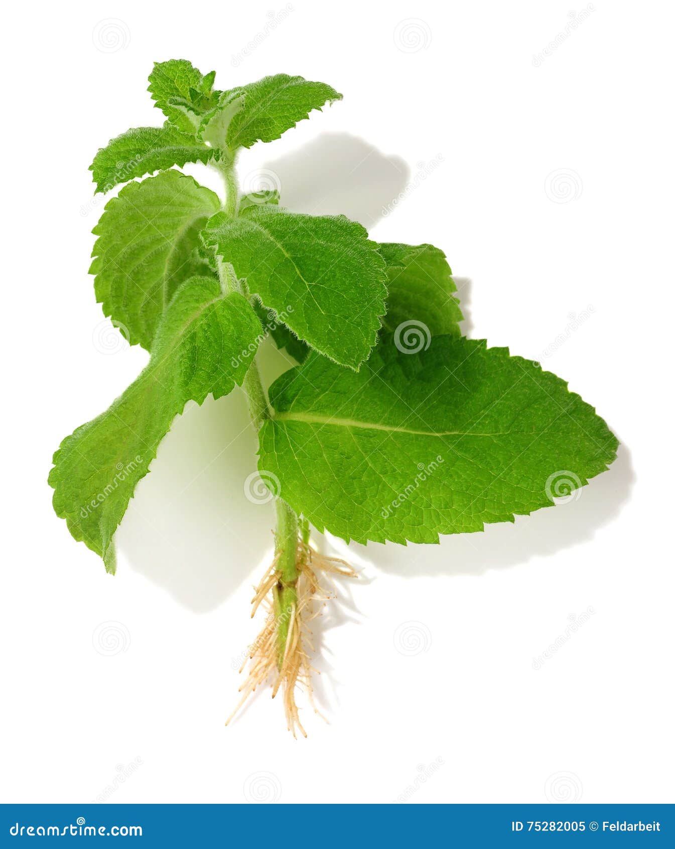 Mint cutting isolated stock image. Image of ingredient - 75282005