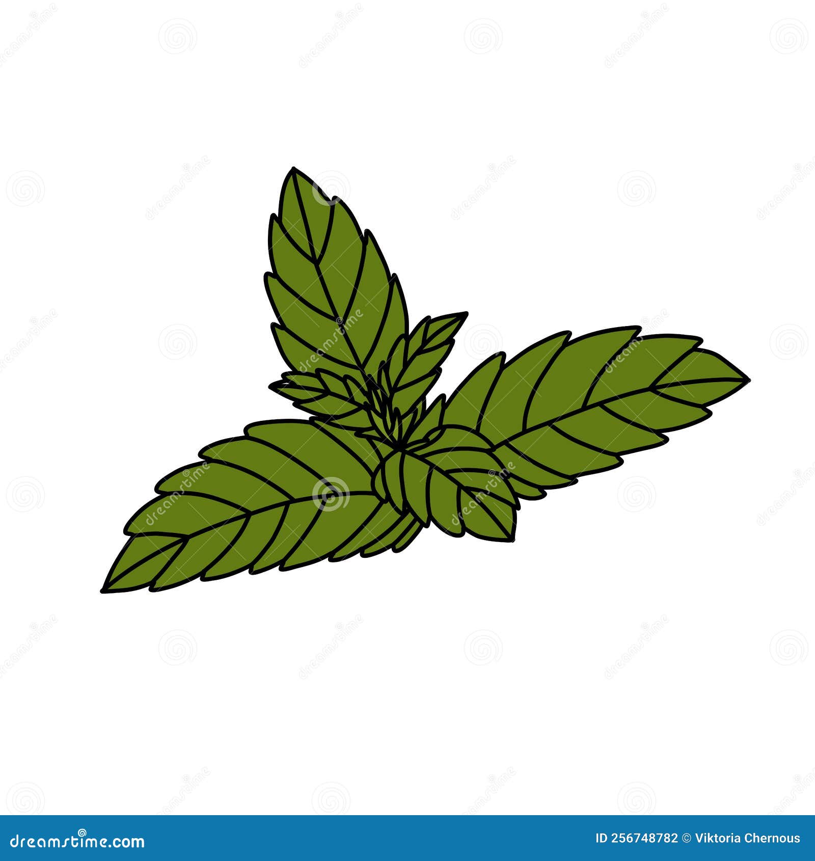 Mint Doodle Icon, Vector Color Line Illustration Stock Vector ...