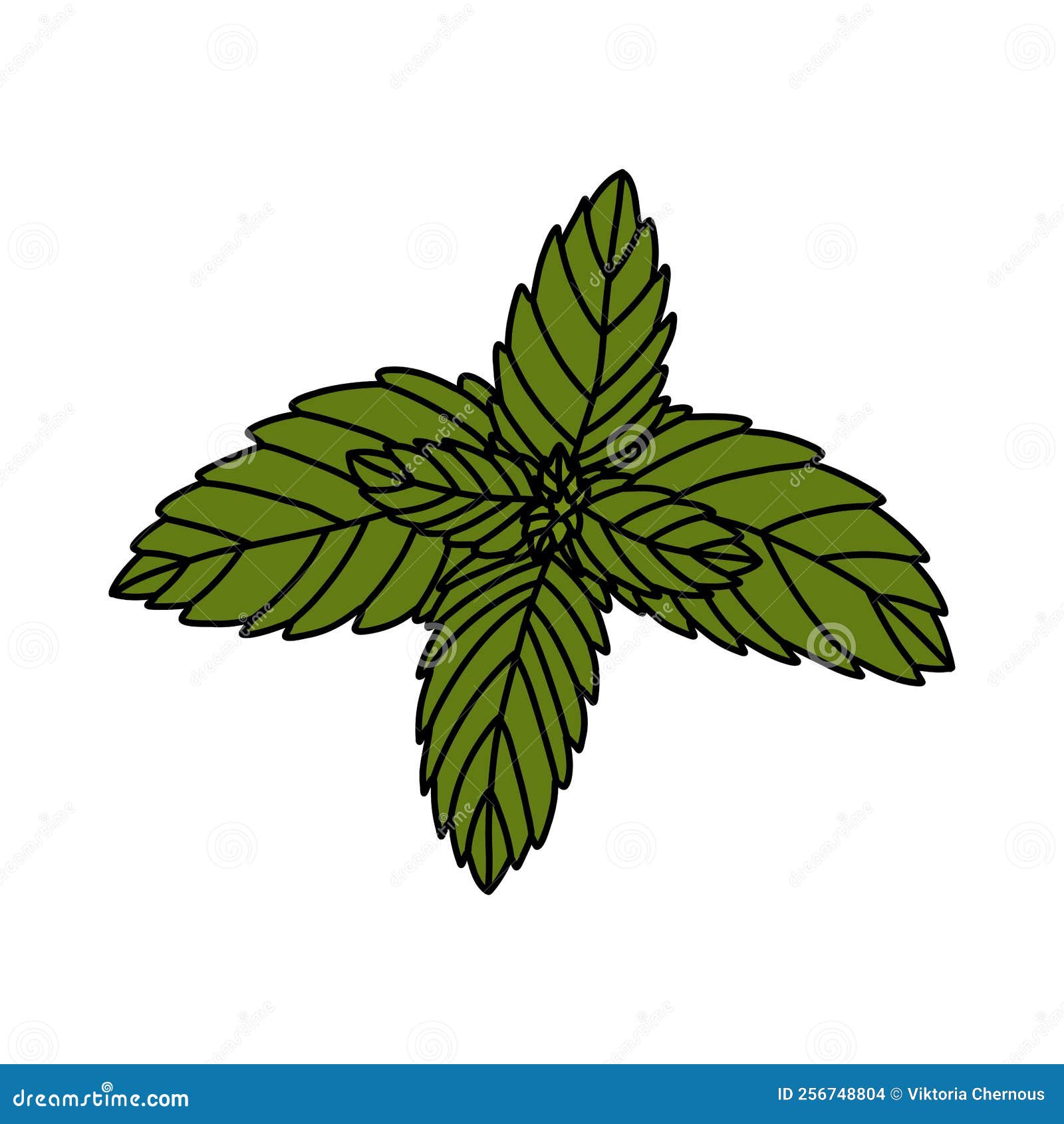 Mint Doodle Icon, Vector Color Line Illustration Stock Vector ...