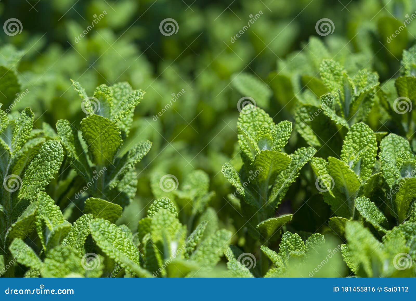 Mint for the Entire Screen. Background or Texture Stock Photo - Image ...