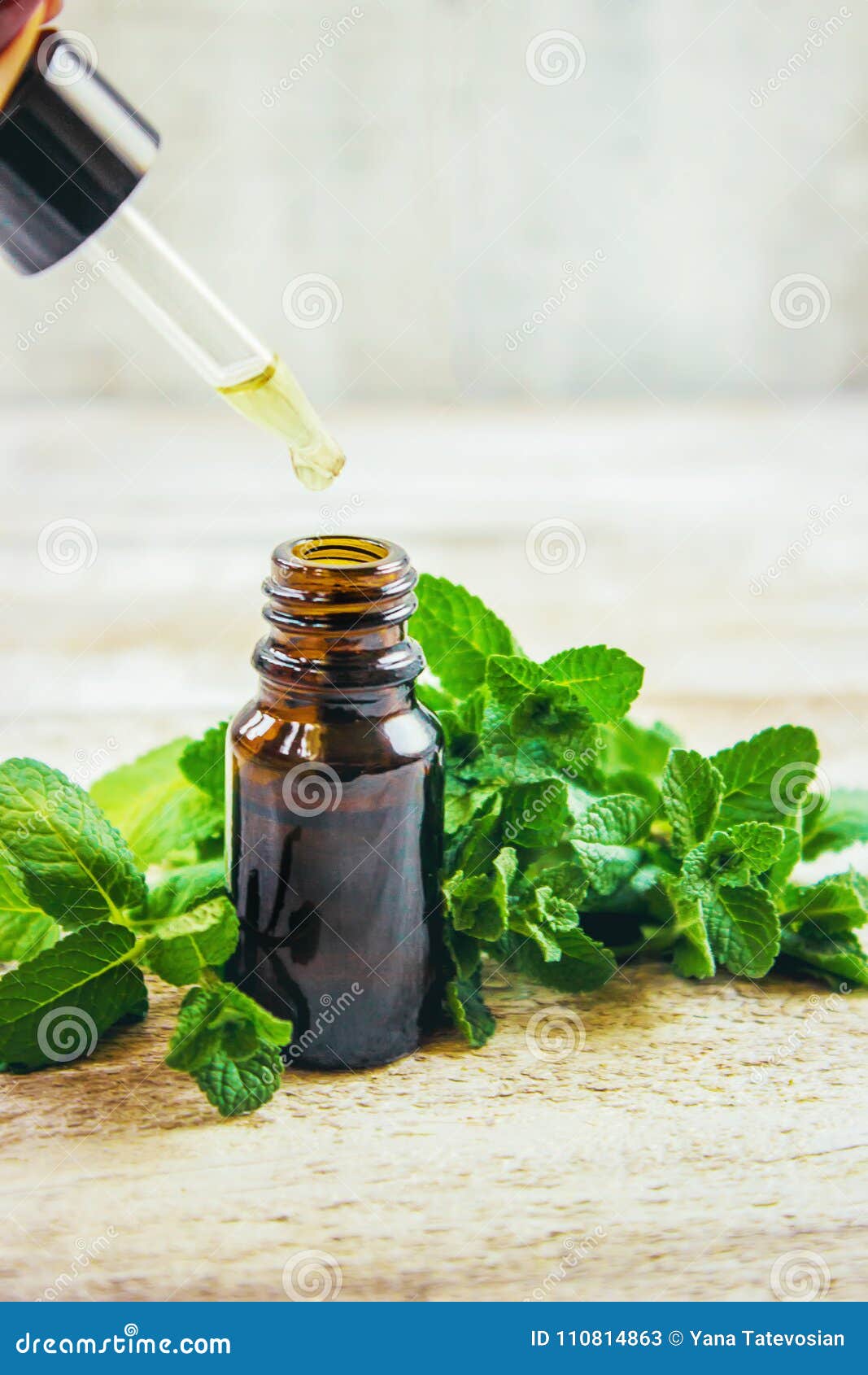 Mint Extract. Medicinal Plants Stock Image - Image of clay, care: 110814863