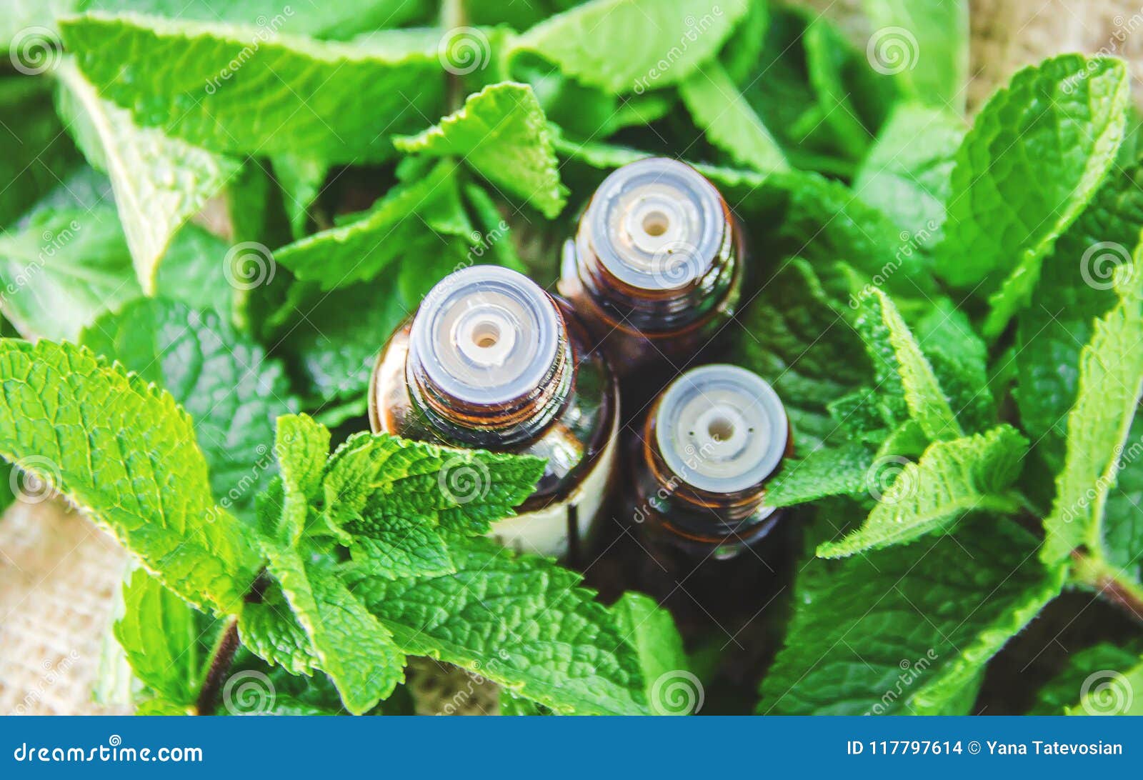 The Mint Extract in a Small Jar. Stock Photo - Image of natural, herbs ...