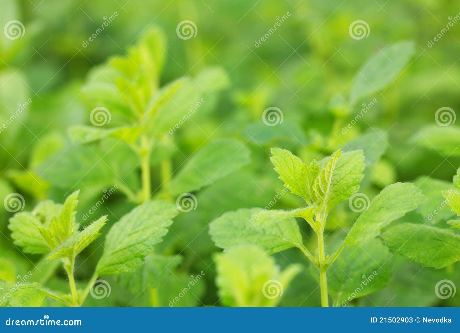 Mint field stock image. Image of farm, lemon, green, kitchen - 21502903