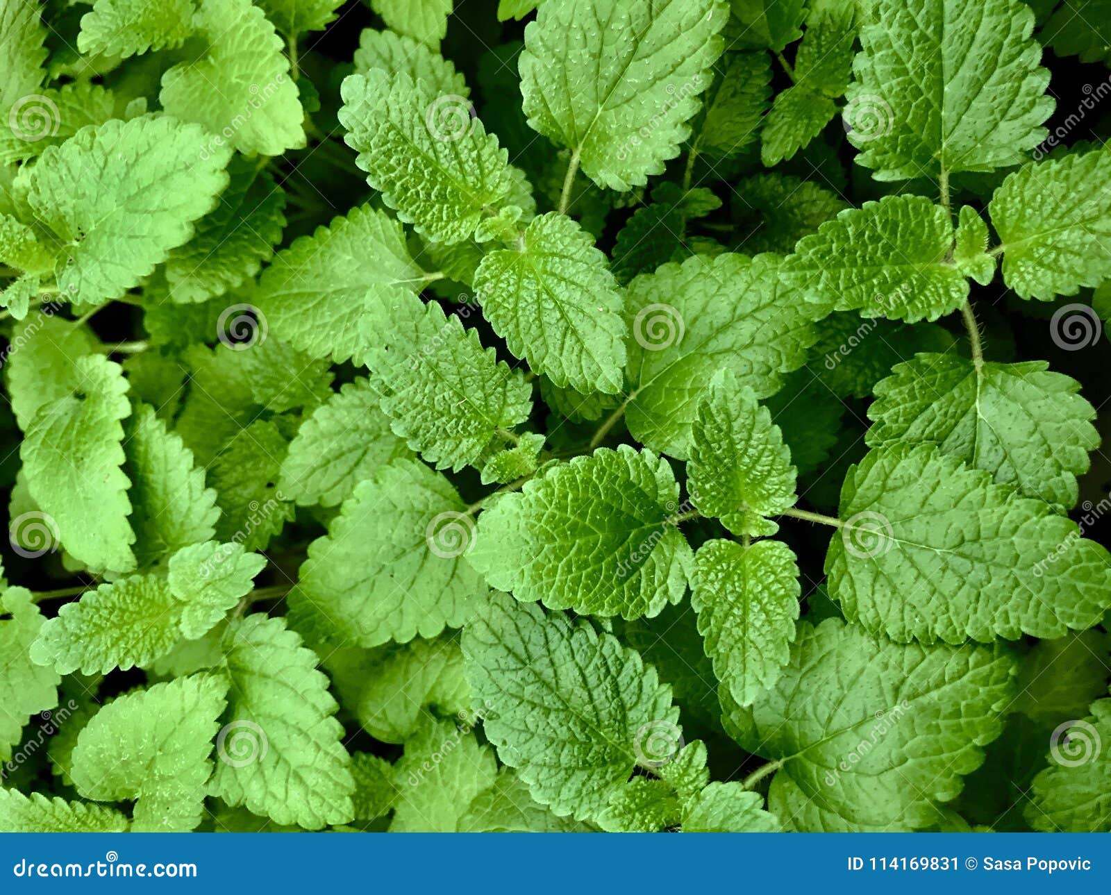 Mint field stock image. Image of people, pepermint, smell - 114169831