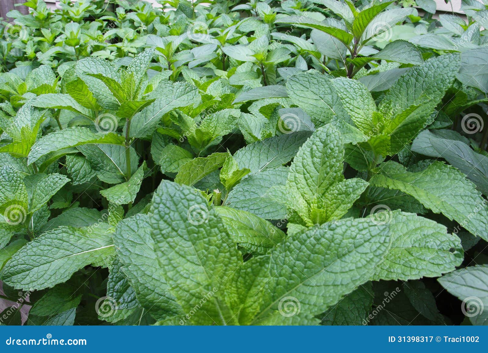 Mint stock image. Image of mint, healthy, green, leaves - 31398317