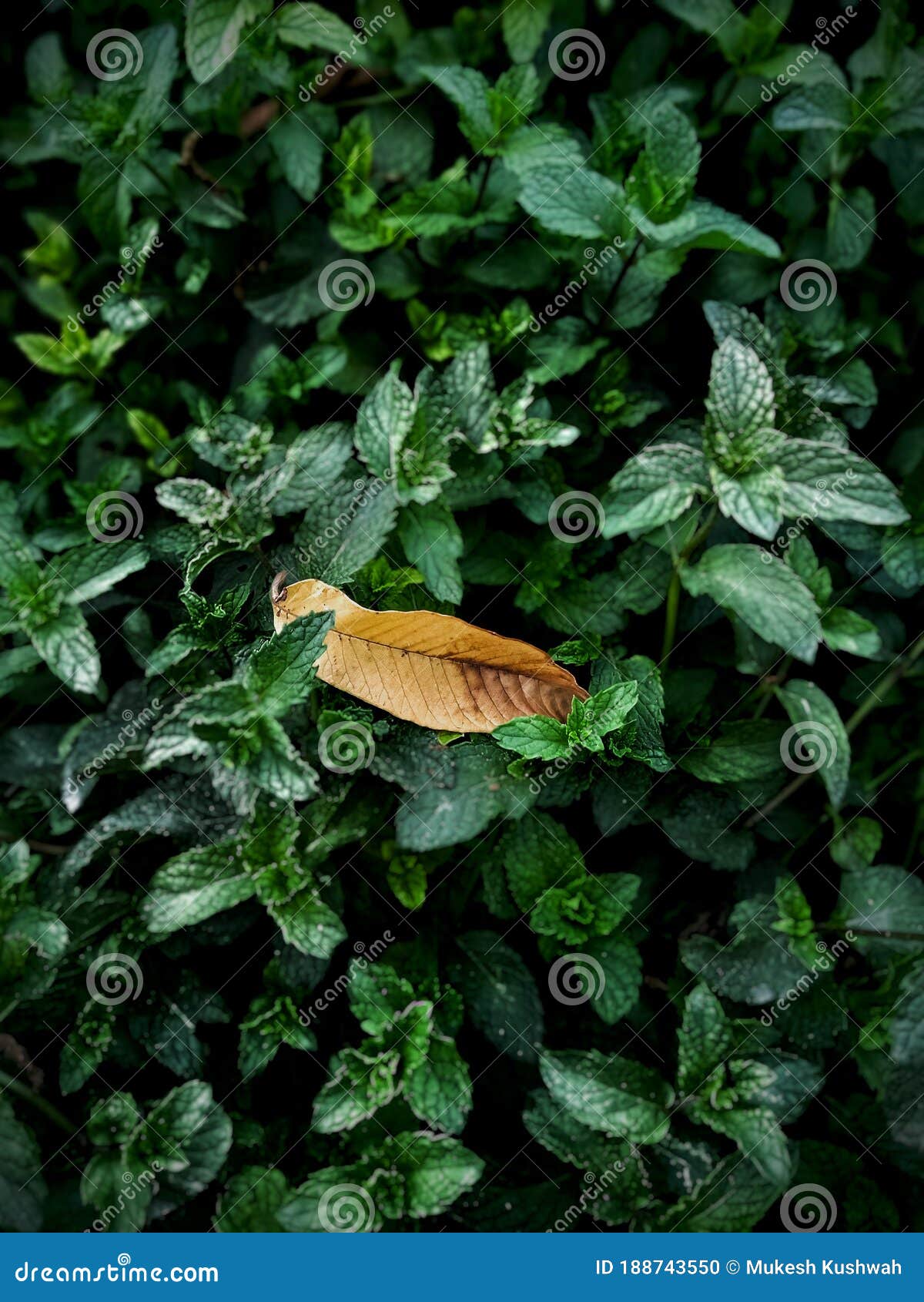 Mint fields stock photo. Image of green, garden, plant - 188743550