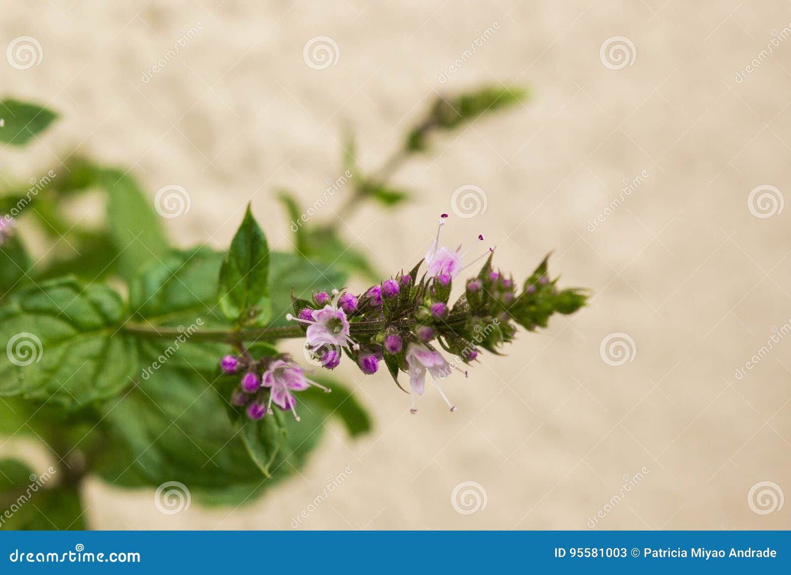 Mint Flower stock image. Image of blossom, flower, plant - 95581003