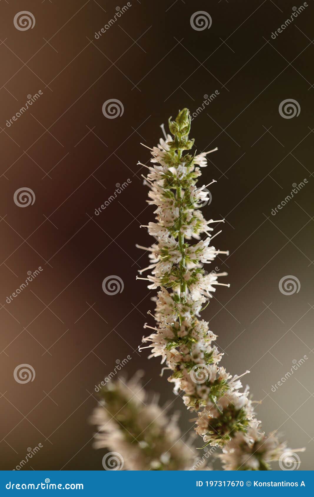 Mint Flower Stems Macro Isolated Stock Photo - Image of flavor, bloom ...