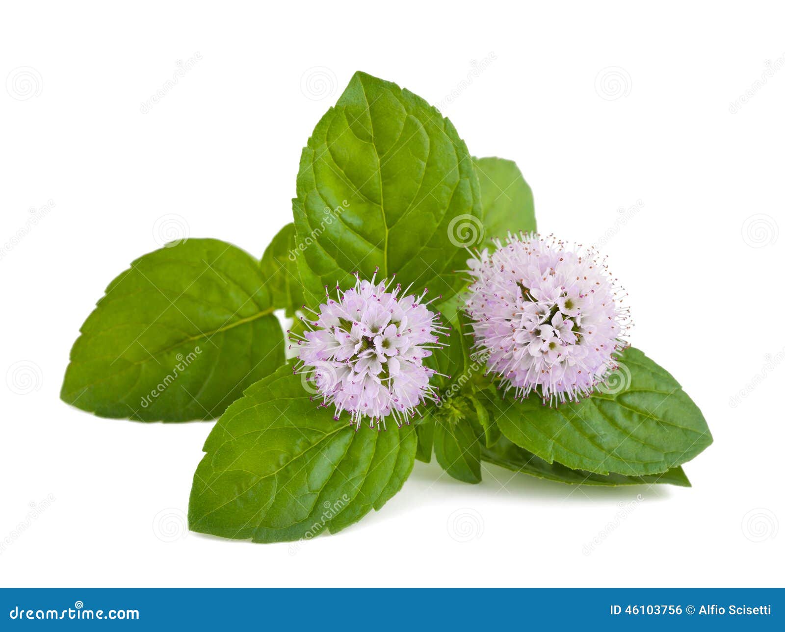 Mint Flowers On Wooden Rustik Background Royalty-Free Stock Photography ...