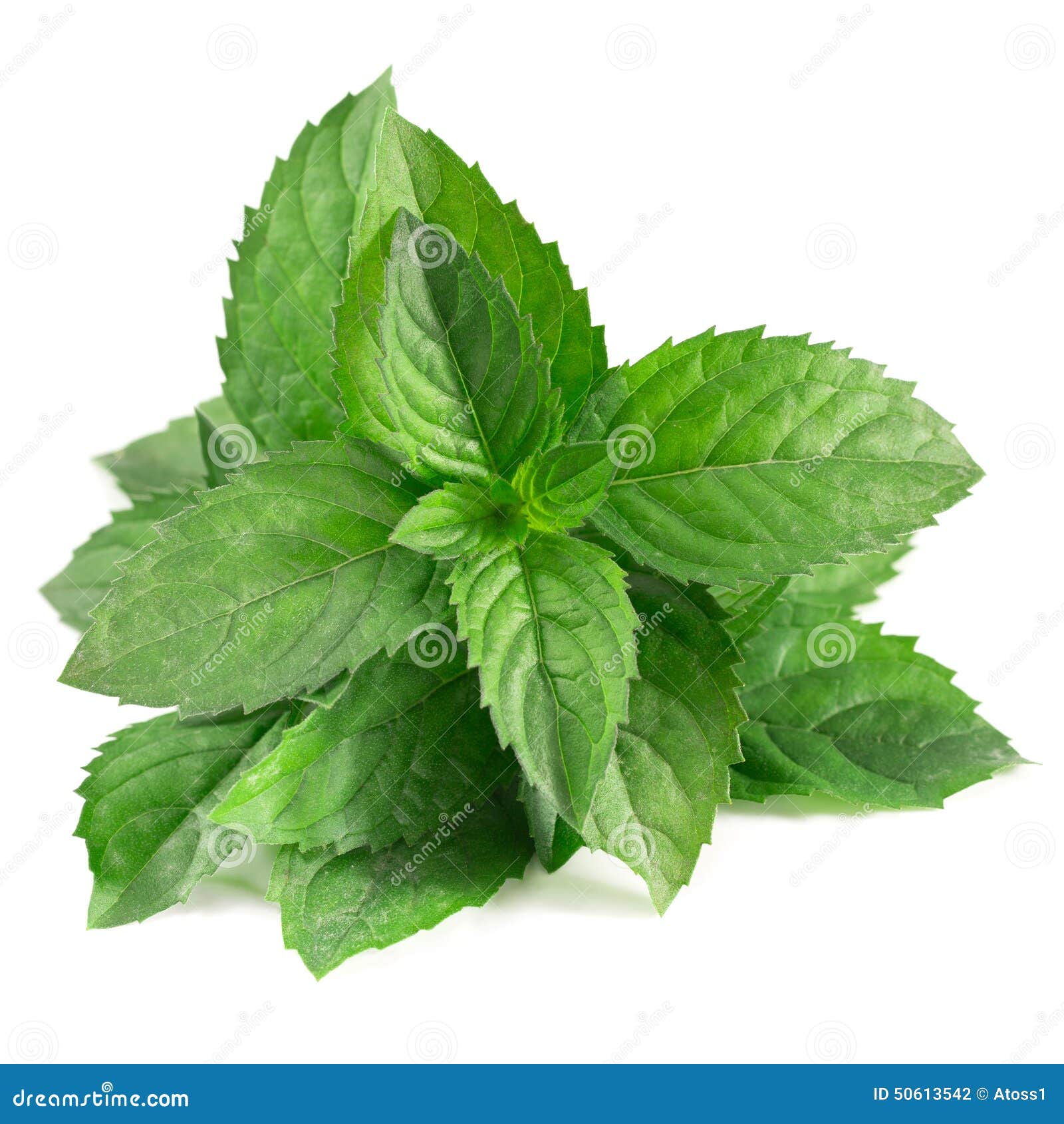 Mint stock photo. Image of mint, lush, menthol, dressing - 50613542