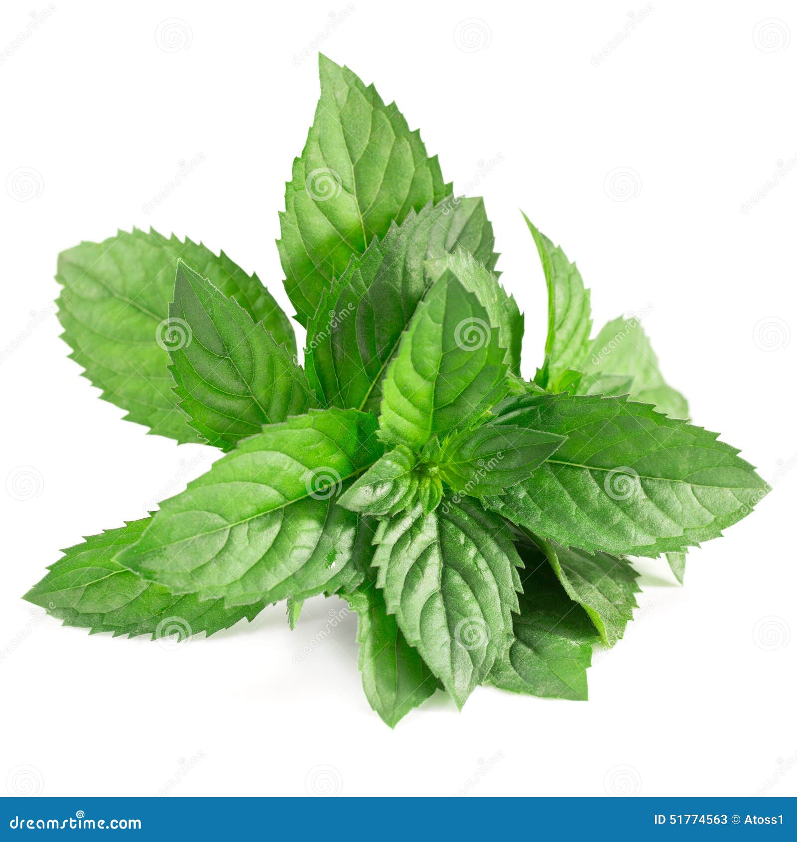 Mint stock image. Image of colour, leaf, garnish, lush - 51774563